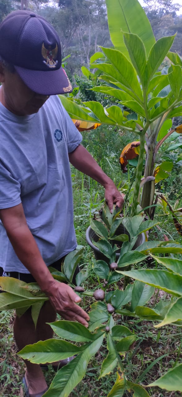 Popohan,..calon sentra tanaman porang di Banjararum - Kalurahan Banjararum