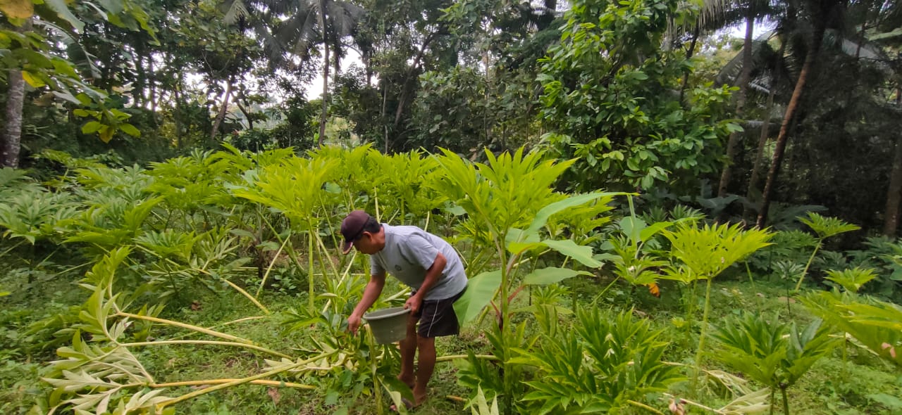 Popohan,..calon sentra tanaman porang di Banjararum - Kalurahan Banjararum